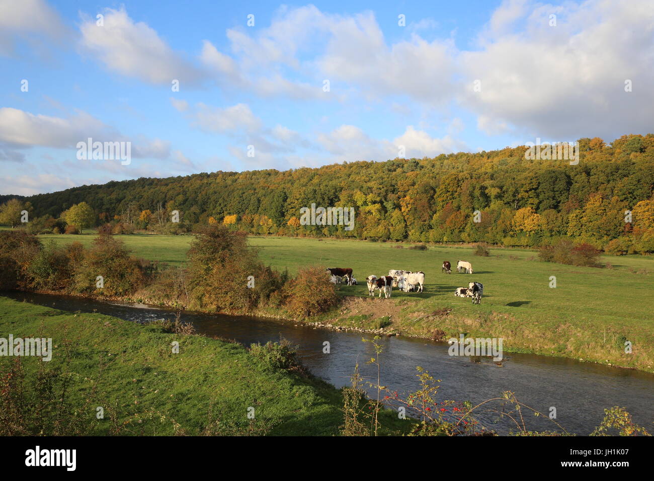 France normandy forest hi-res stock photography and images - Alamy