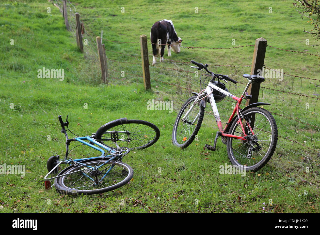 Normandy cow hi-res stock photography and images - Alamy