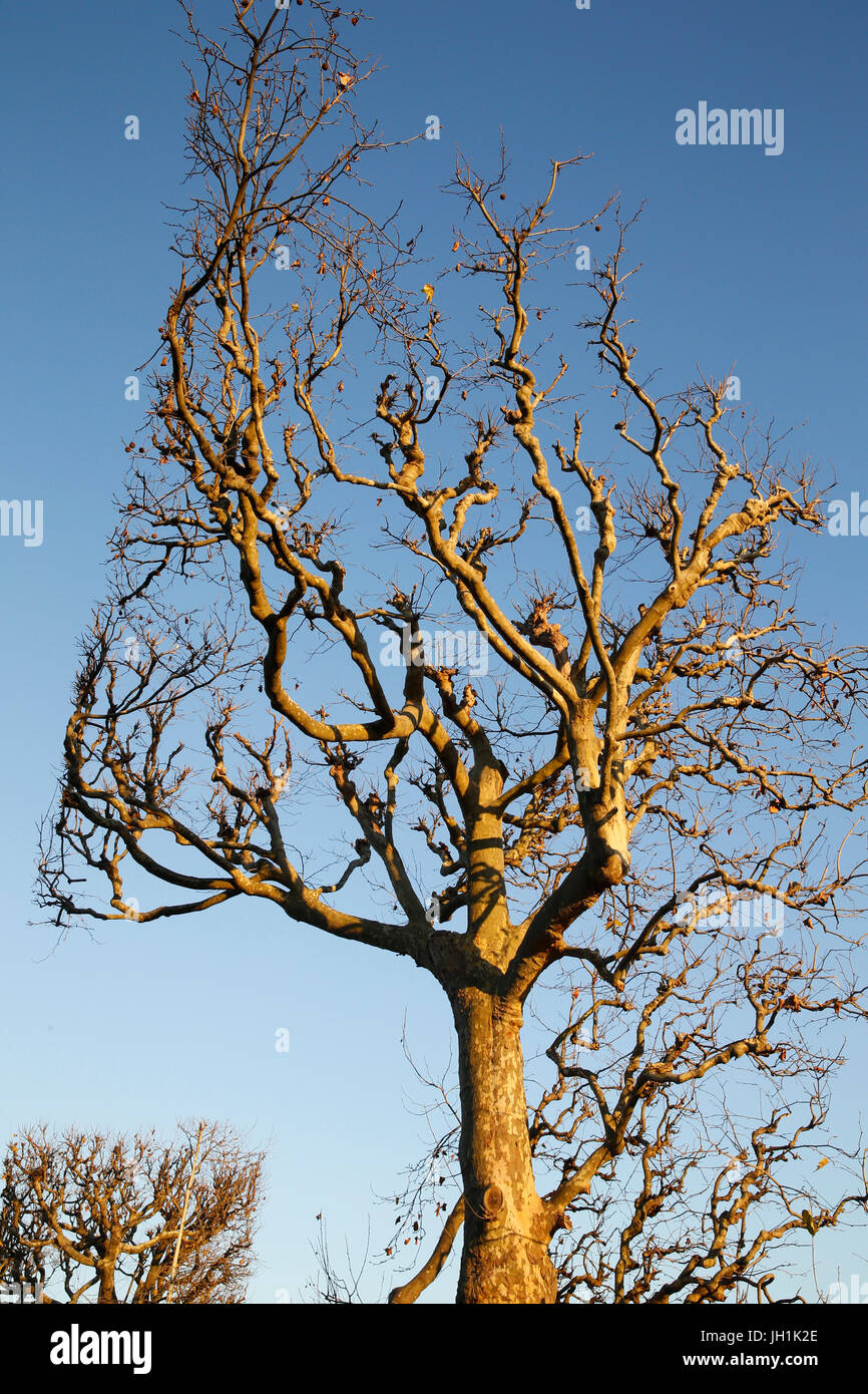 Tree in the Jardin des Plantes, Paris. France Stock Photo - Alamy