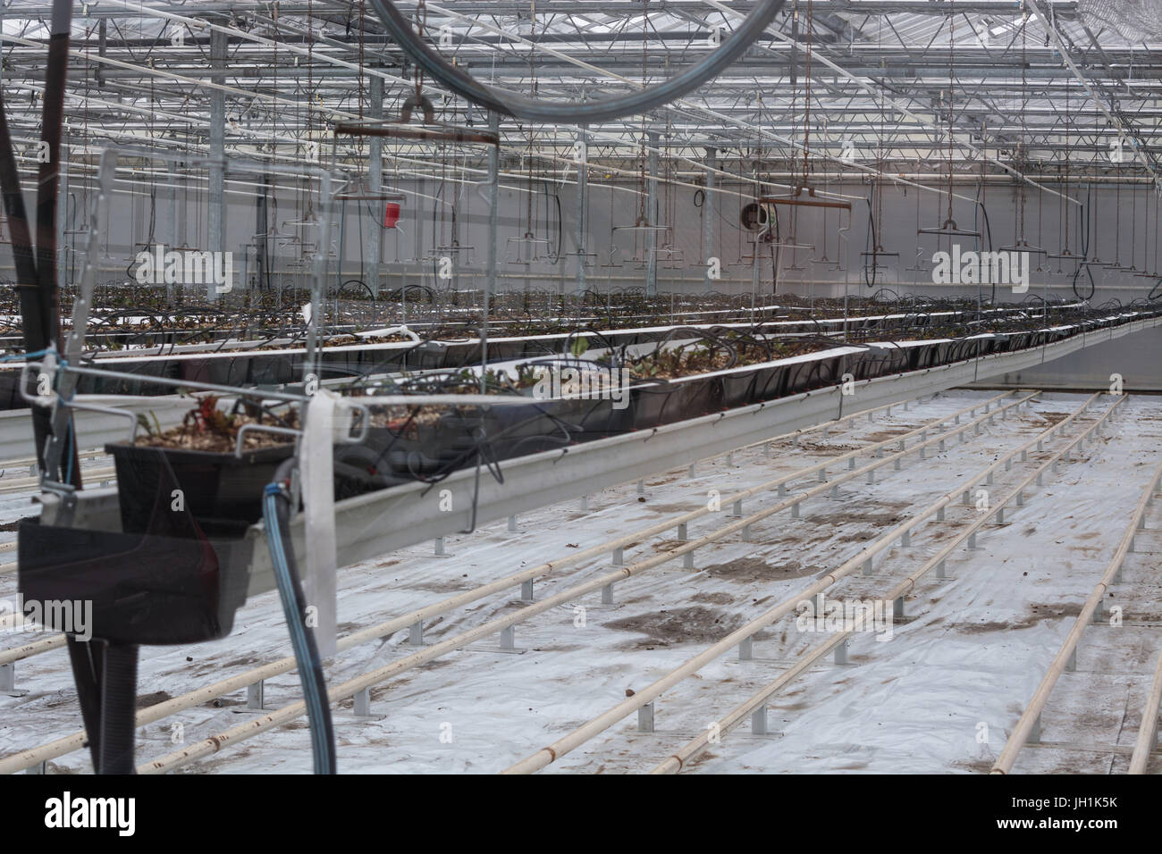 Greenhouse for cultivation and breeding of flowering plants and ...