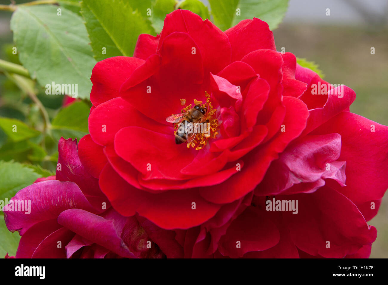 Close up view of Bee collects nectar and pollen on a blossoming pink ...