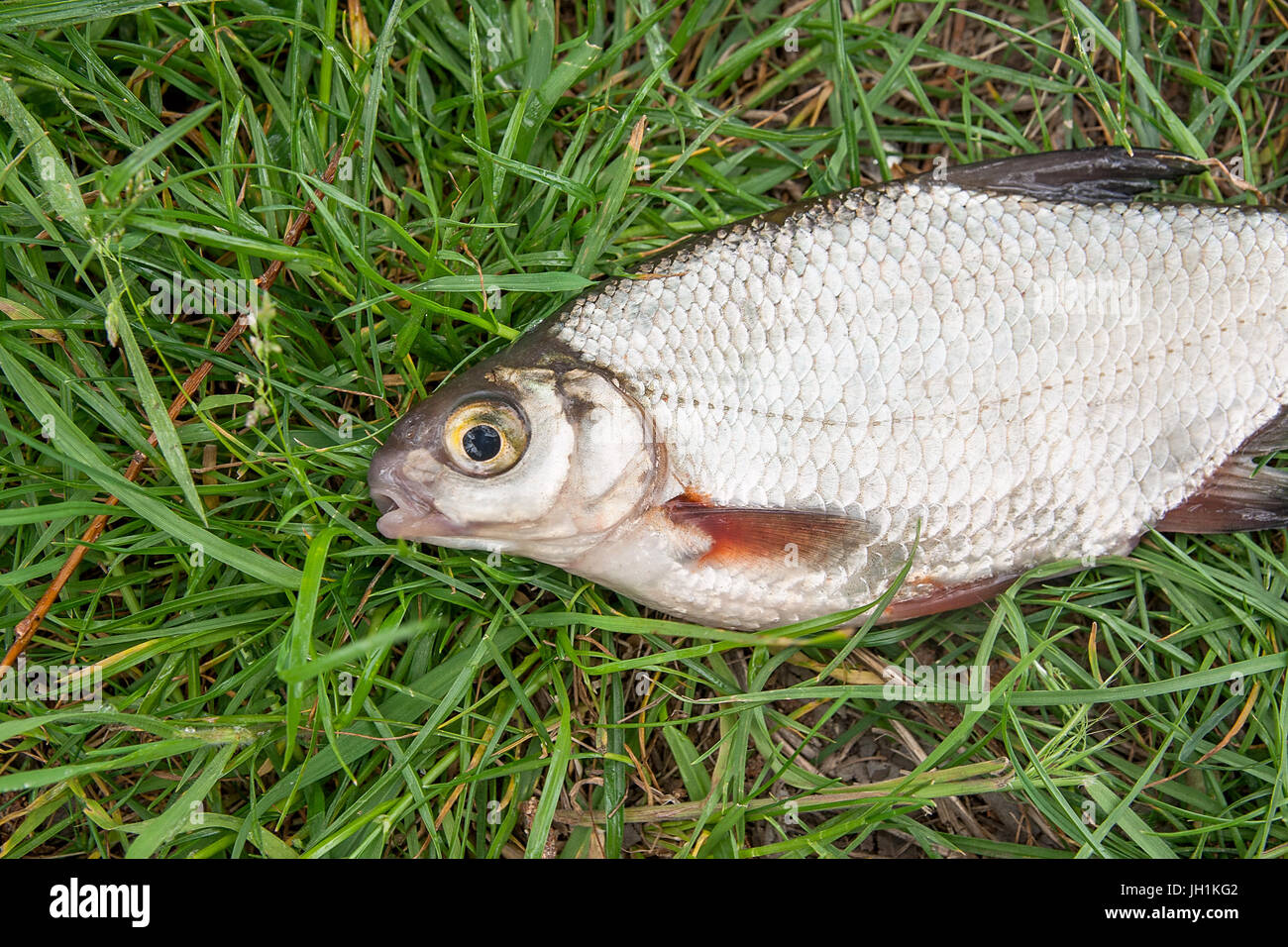 Close up view of the just taken from the water freshwater white bream ...