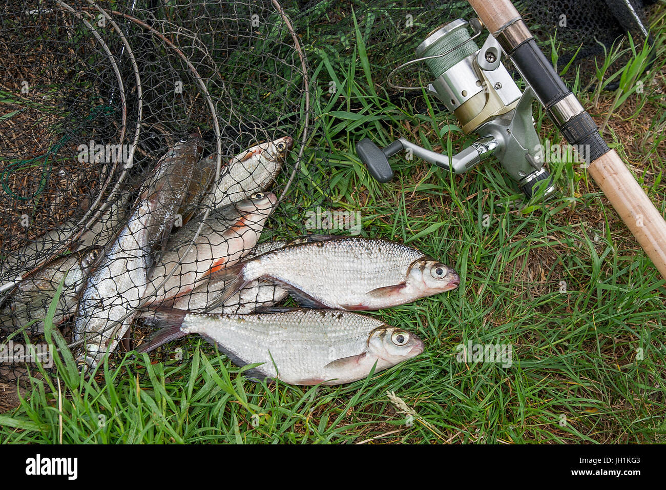 Just taken from the water freshwater two white-eye bream species of the ...
