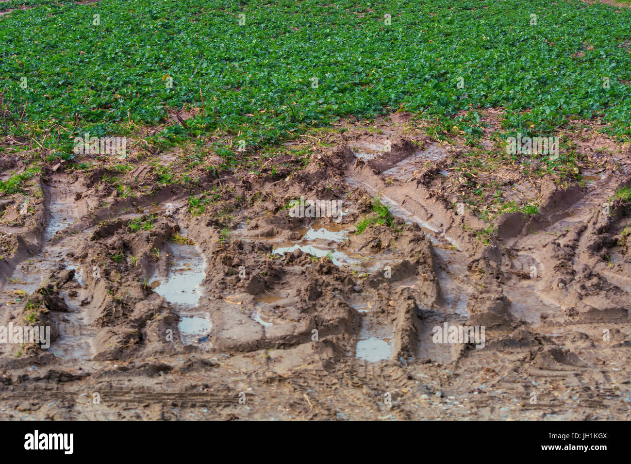 Mud road to a field after heavy rain in the rainy season Stock Photo ...