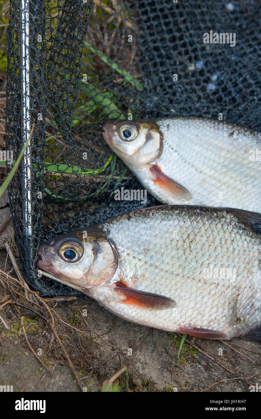 Close up view of just taken from the water two freshwater white bream ...