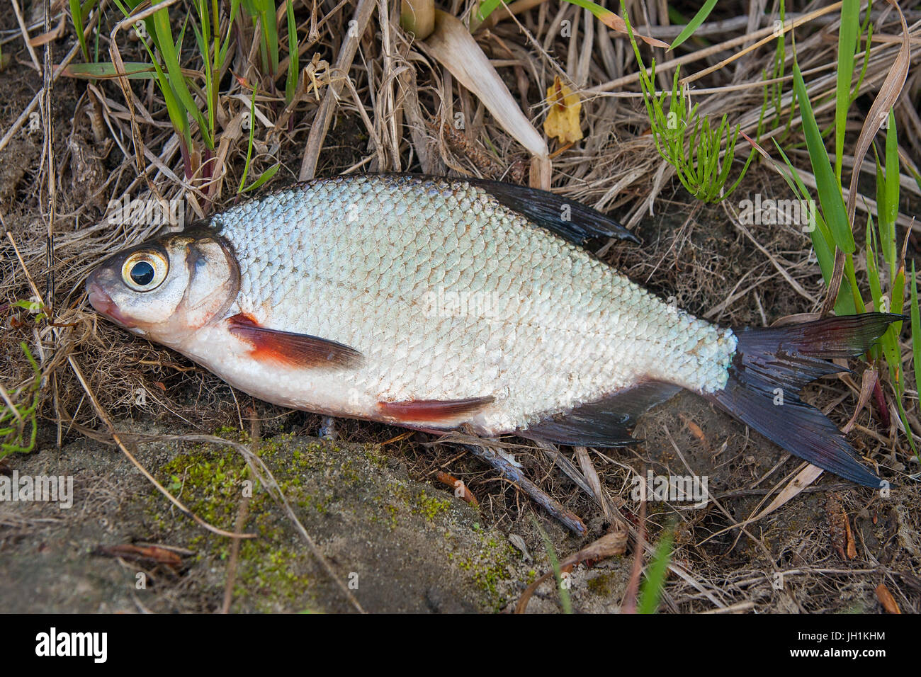 White bream blicca bjoerkna hi-res stock photography and images - Alamy