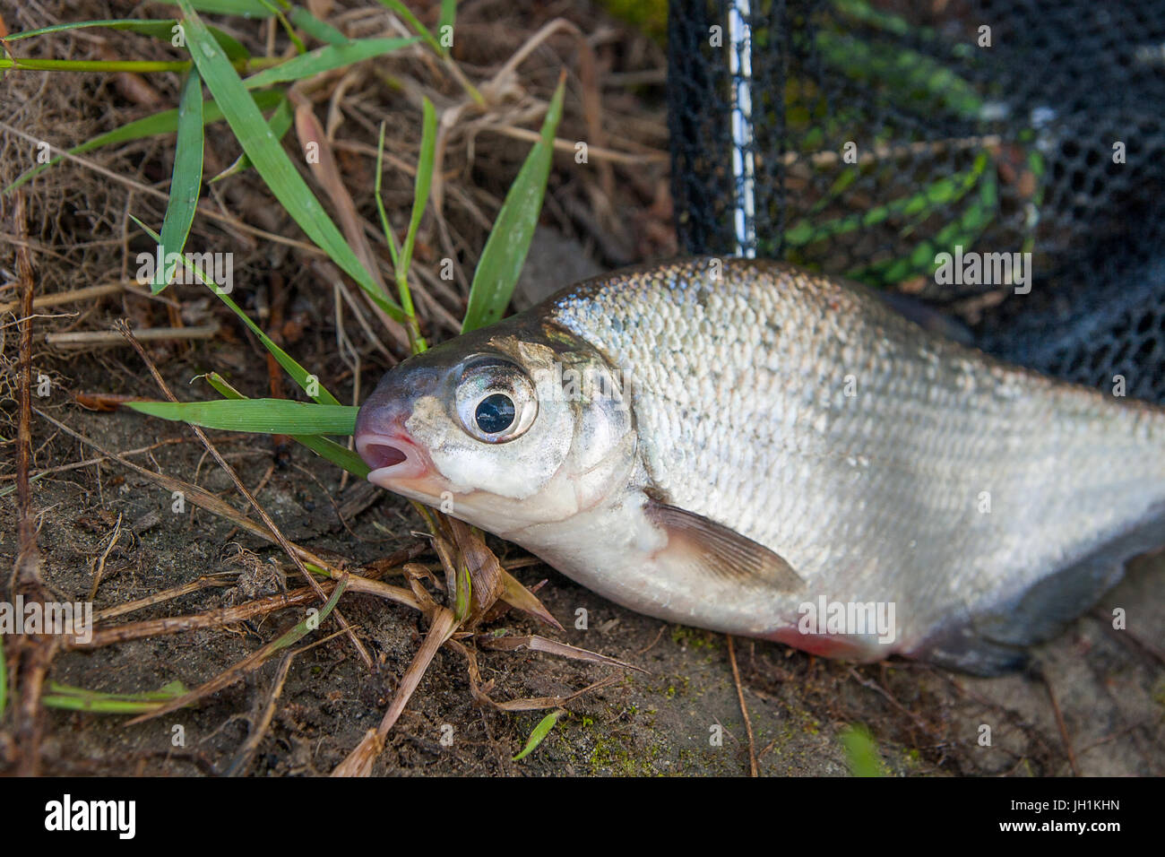 Black bream on white hi-res stock photography and images - Alamy