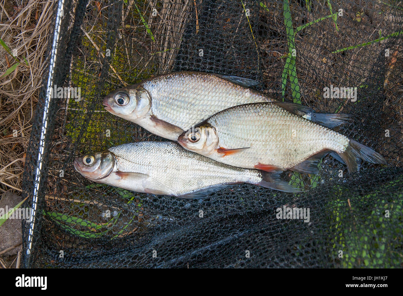 Just taken from the water freshwater fish white bream or silver fish ...