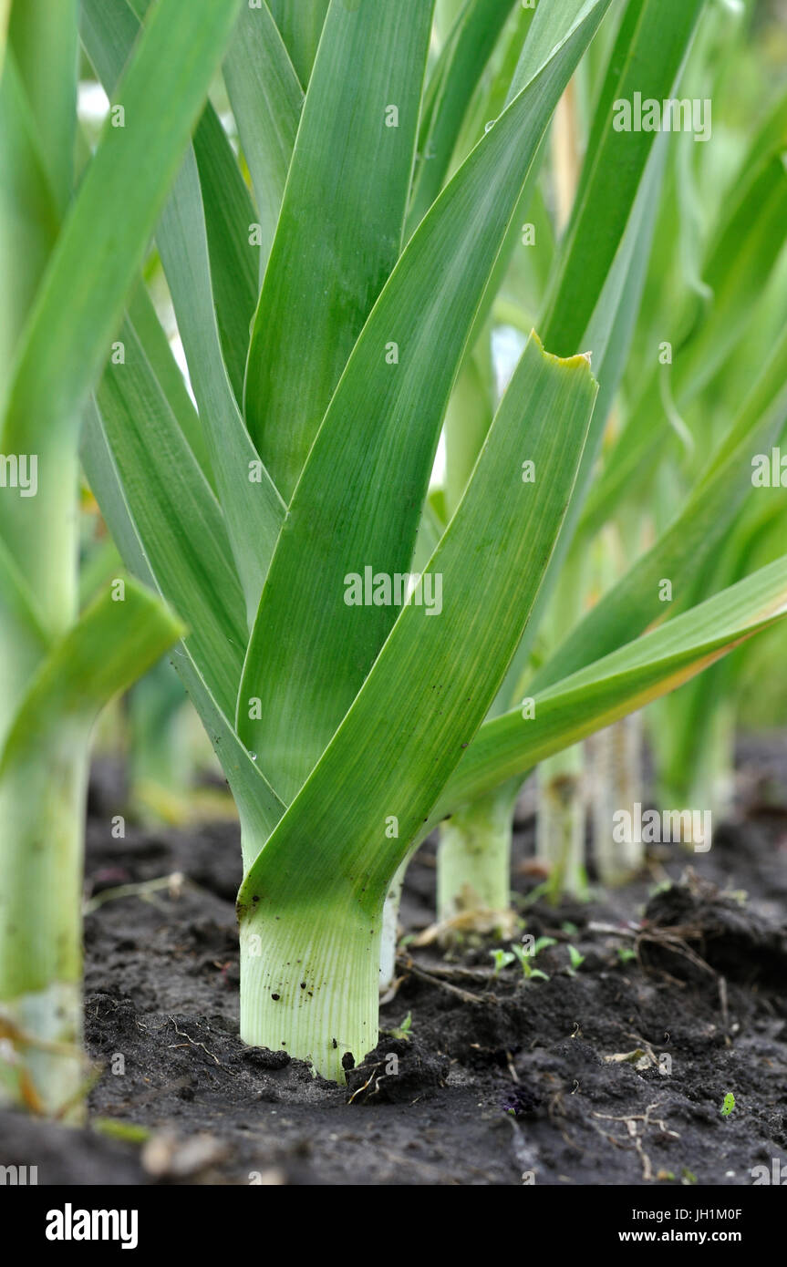 organically cultivated leek plantation in the vegetable garden ...
