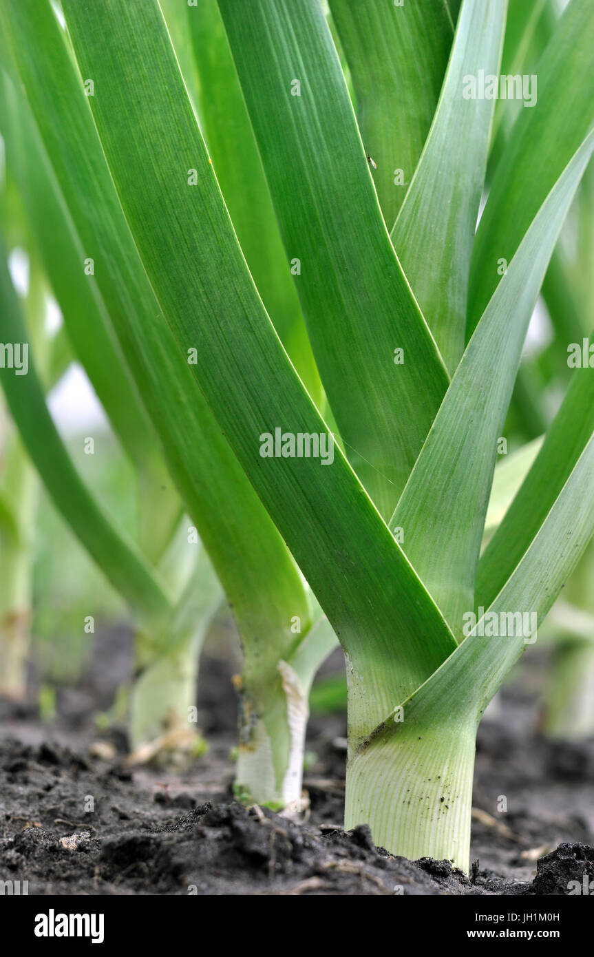 organically cultivated leek plantation in the vegetable garden ...