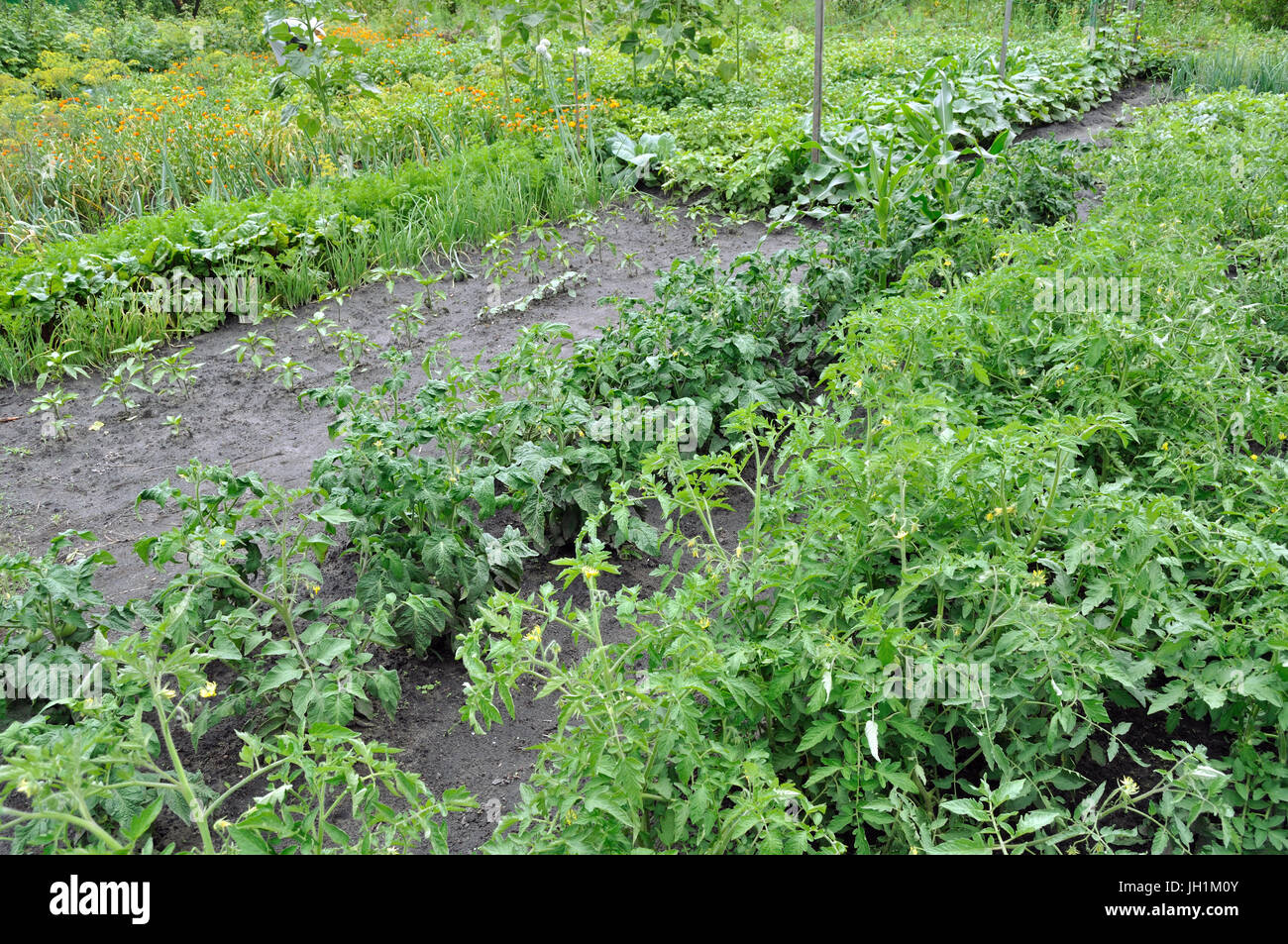 organically cultivated various vegetables in the vegetable garden Stock ...