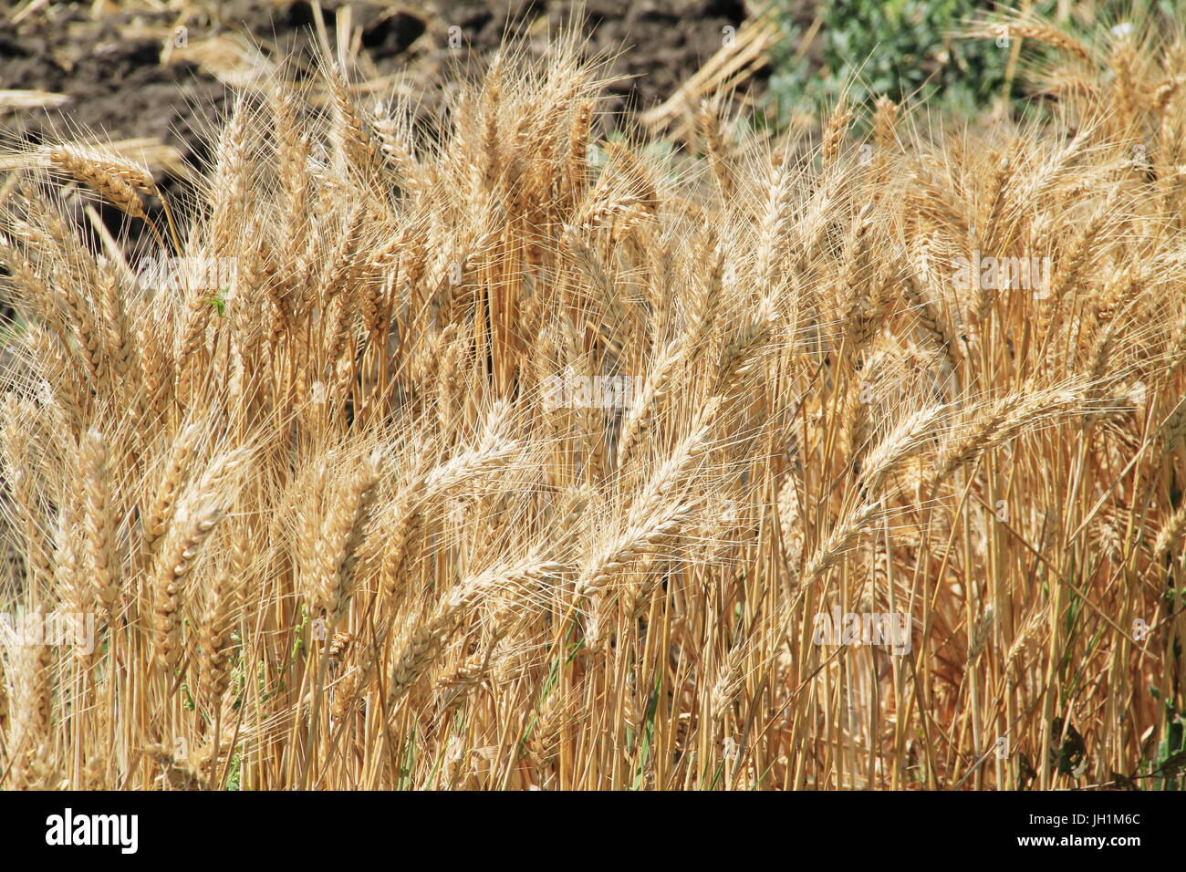A picture or image showing a ready to harvest long eared wheat Stock ...