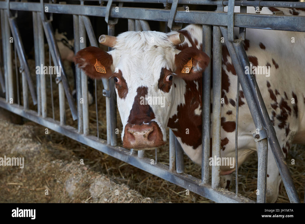 Cow in stable. France Stock Photo - Alamy