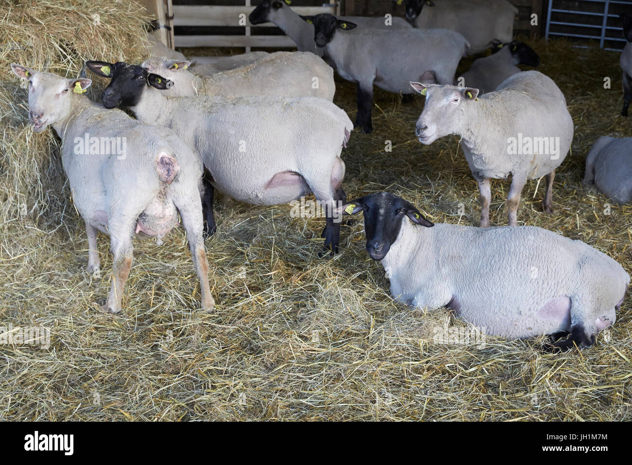 Mouton sheep hi-res stock photography and images - Alamy