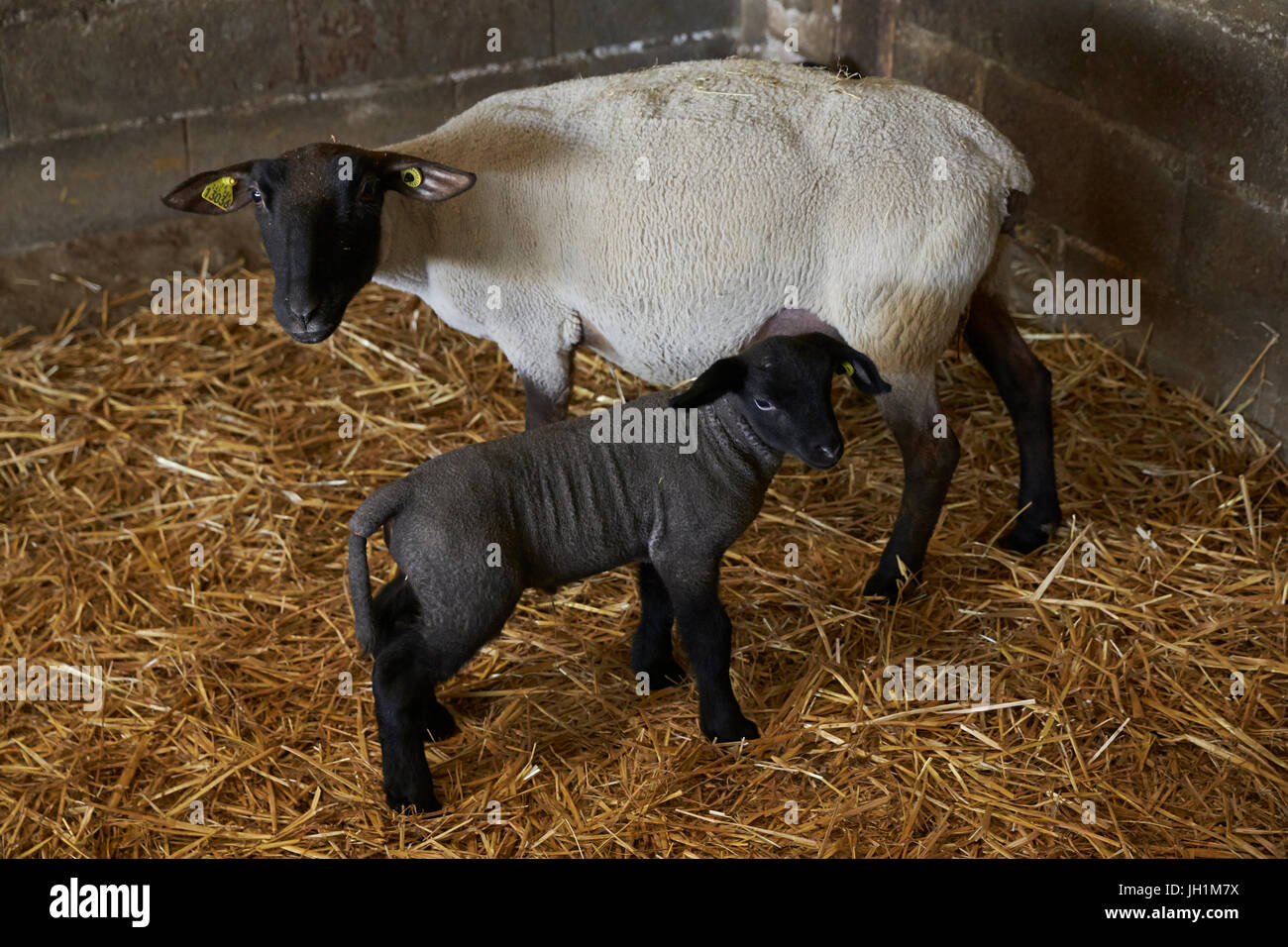 Newborn lamb hi-res stock photography and images - Alamy