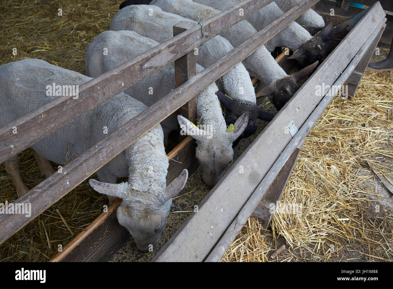 Stable manger hi-res stock photography and images - Alamy