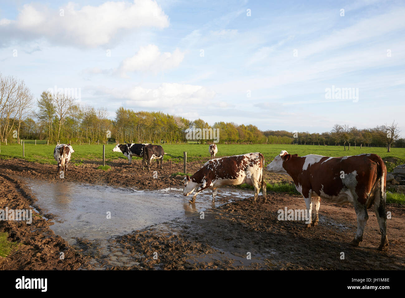 Normandy cow france hi-res stock photography and images - Alamy