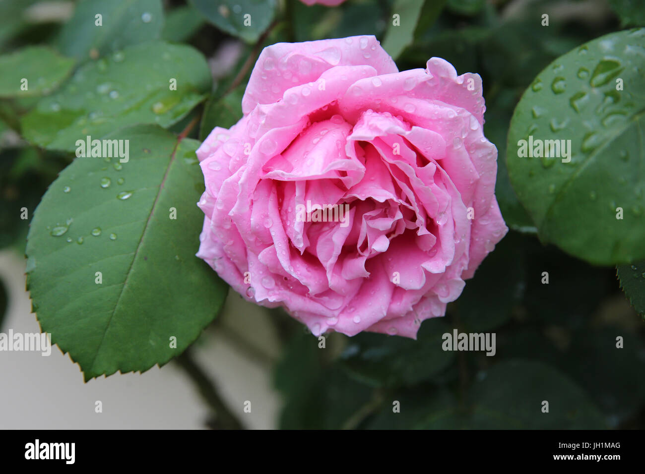 Fleur rose hi-res stock photography and images - Alamy