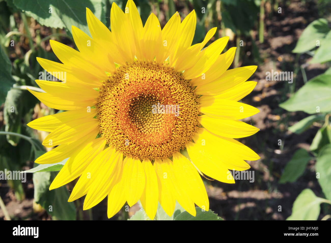 Ripe sunflower head hi-res stock photography and images - Alamy