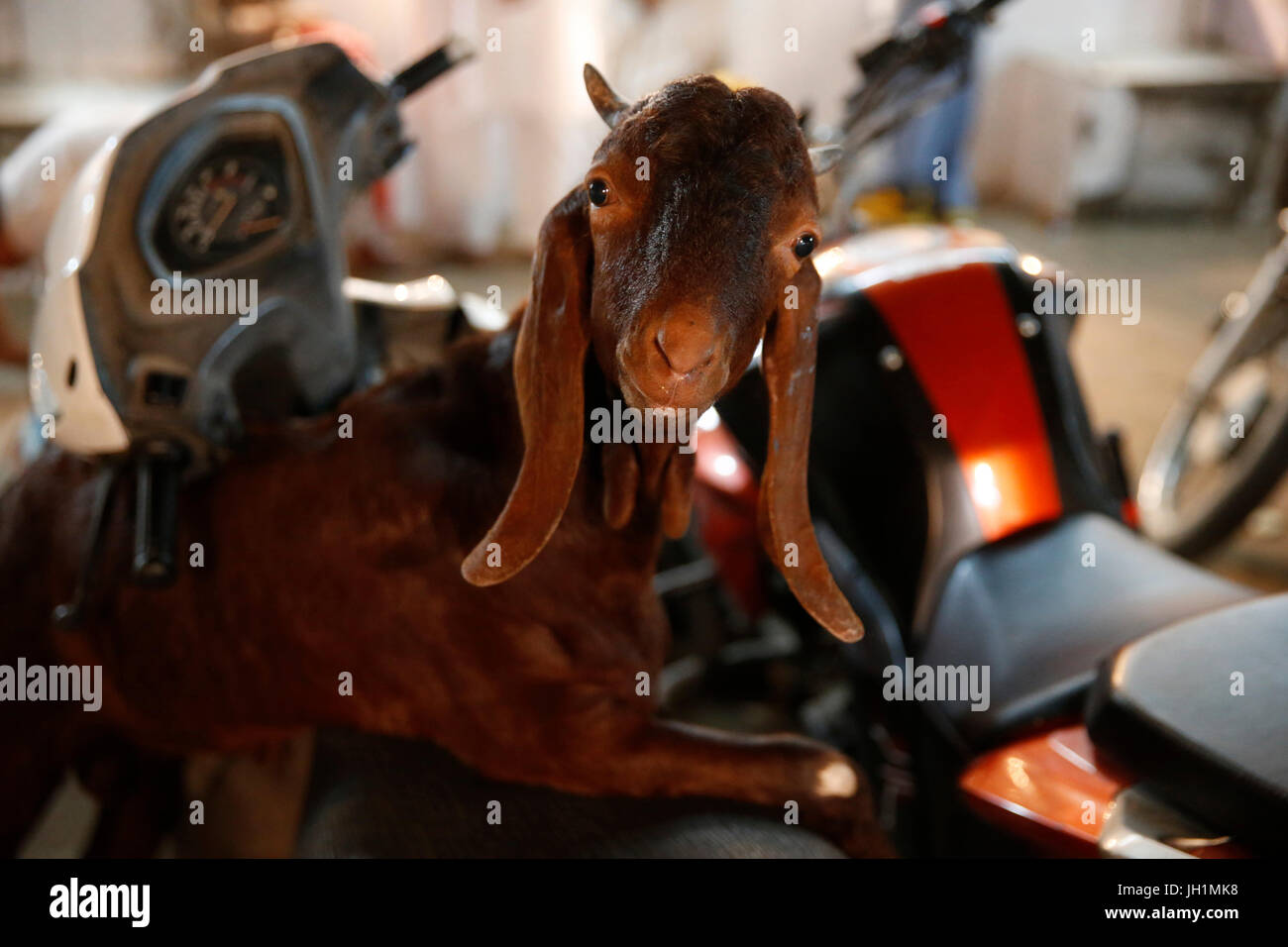 Goat Riding A Motorcycle