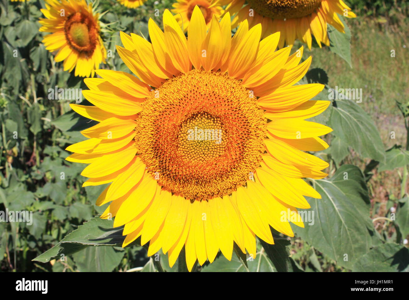 Ripe sunflower head hi-res stock photography and images - Alamy