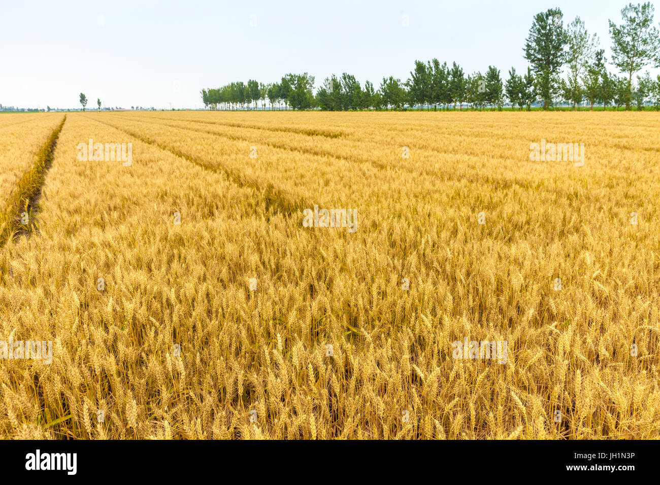 Non ripe wheat hi-res stock photography and images - Alamy