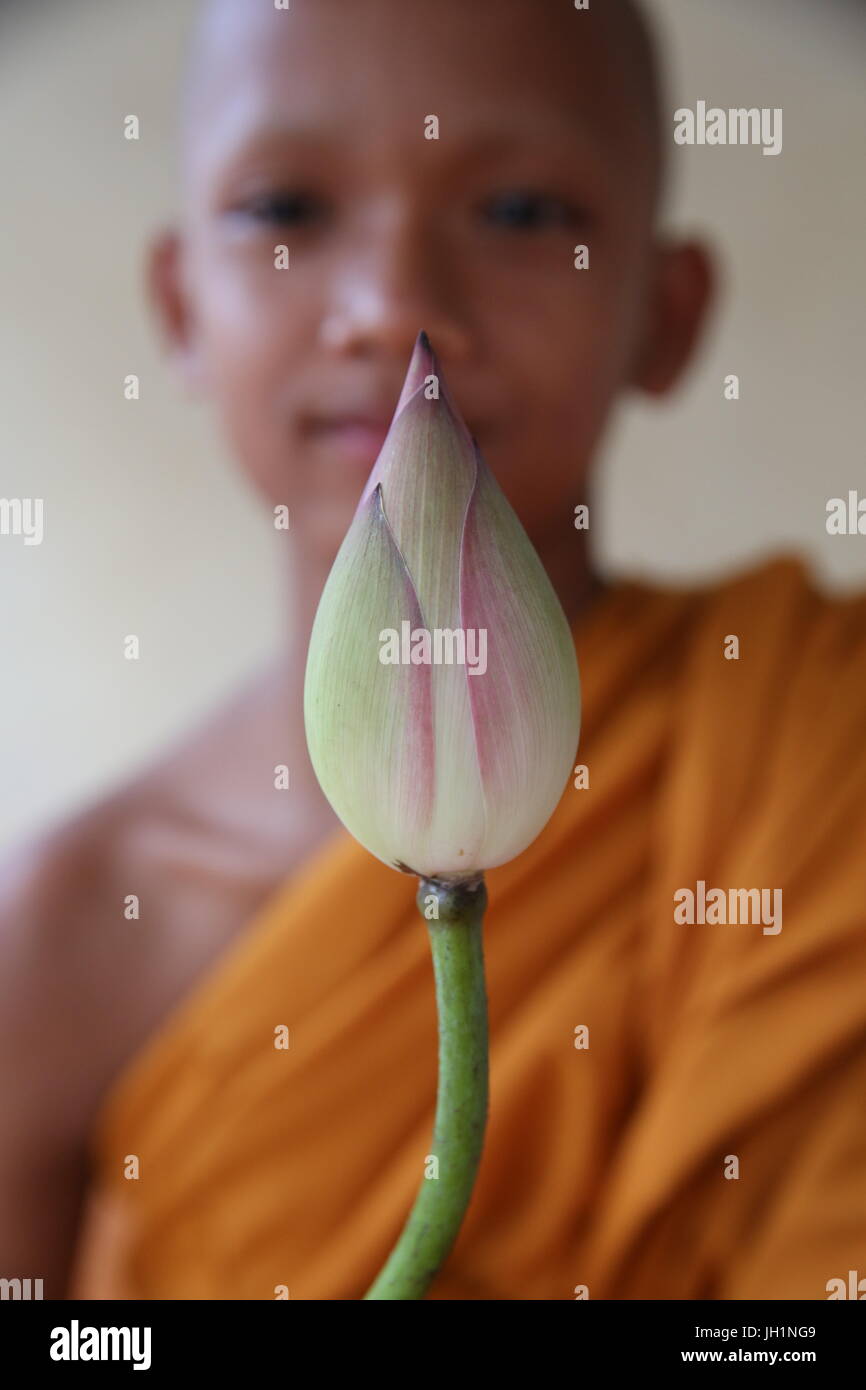 Young monk holding a lotus flower. Cambodia Stock Photo - Alamy