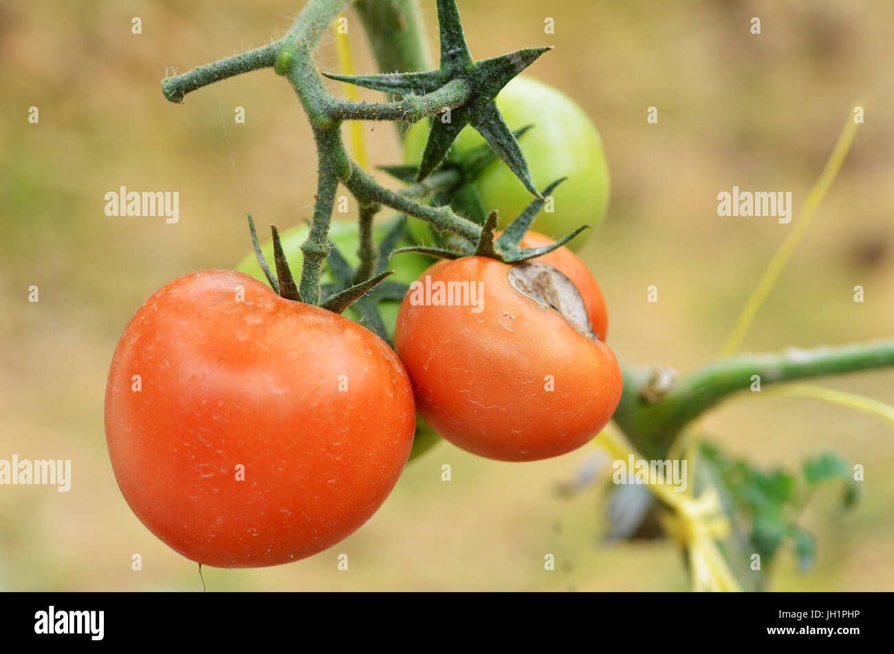 Fresh red tomatoes ripening in the greenhouse Stock Photo - Alamy