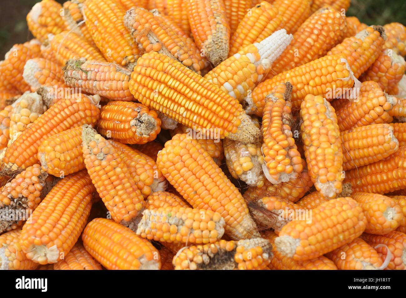 Cereal africa hi-res stock photography and images - Alamy