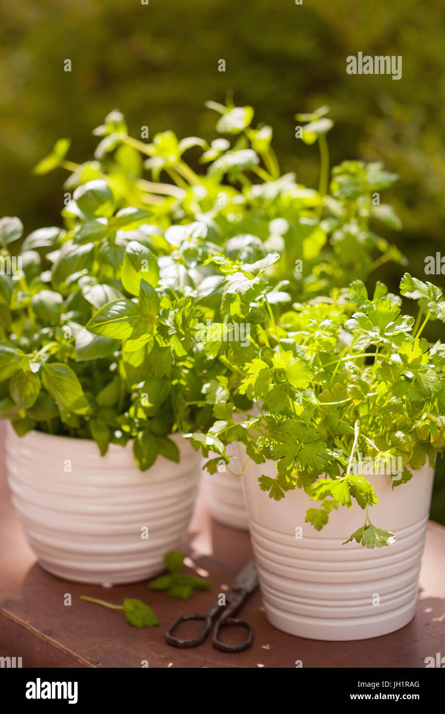 Parsley box garden hi-res stock photography and images - Alamy