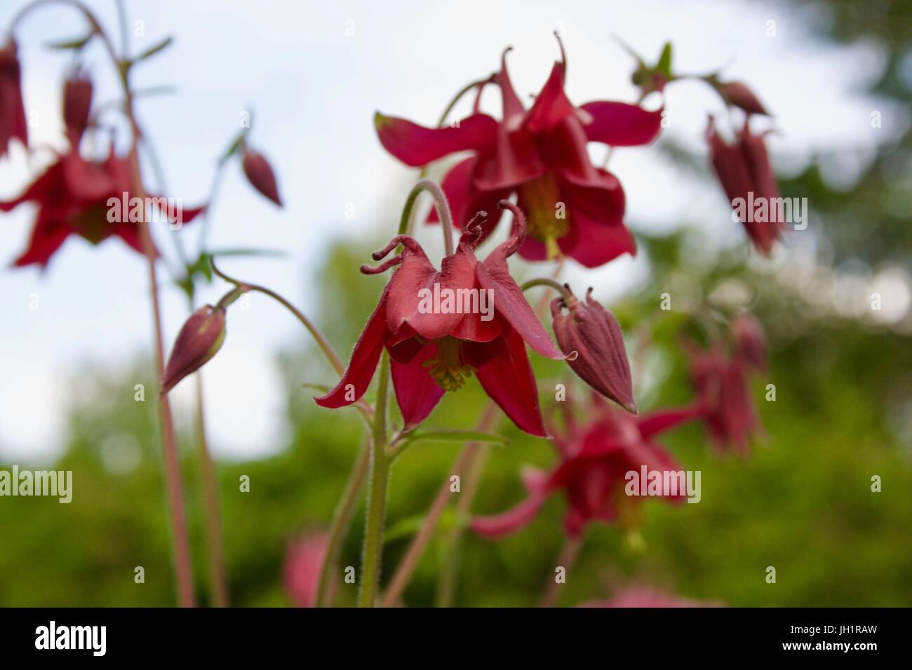 Red bell shaped flowers with greenish background Stock Photo - Alamy