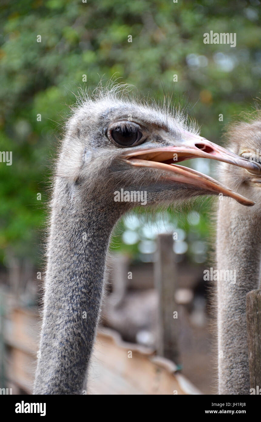 Ostrich on the farm. The photo shows the head and neck ostriches Stock ...