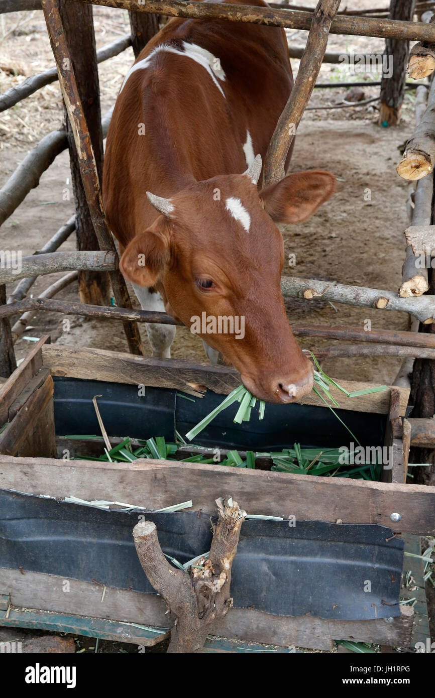Mary Birunga benefits from the heifer program run by Uganda Kolping ...