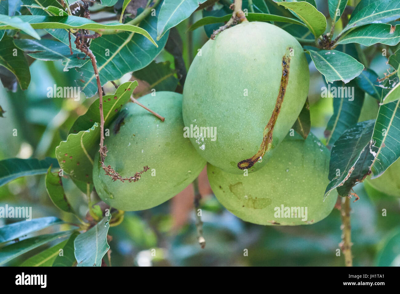 Three Green mangoes hanging from a tree Stock Photo - Alamy