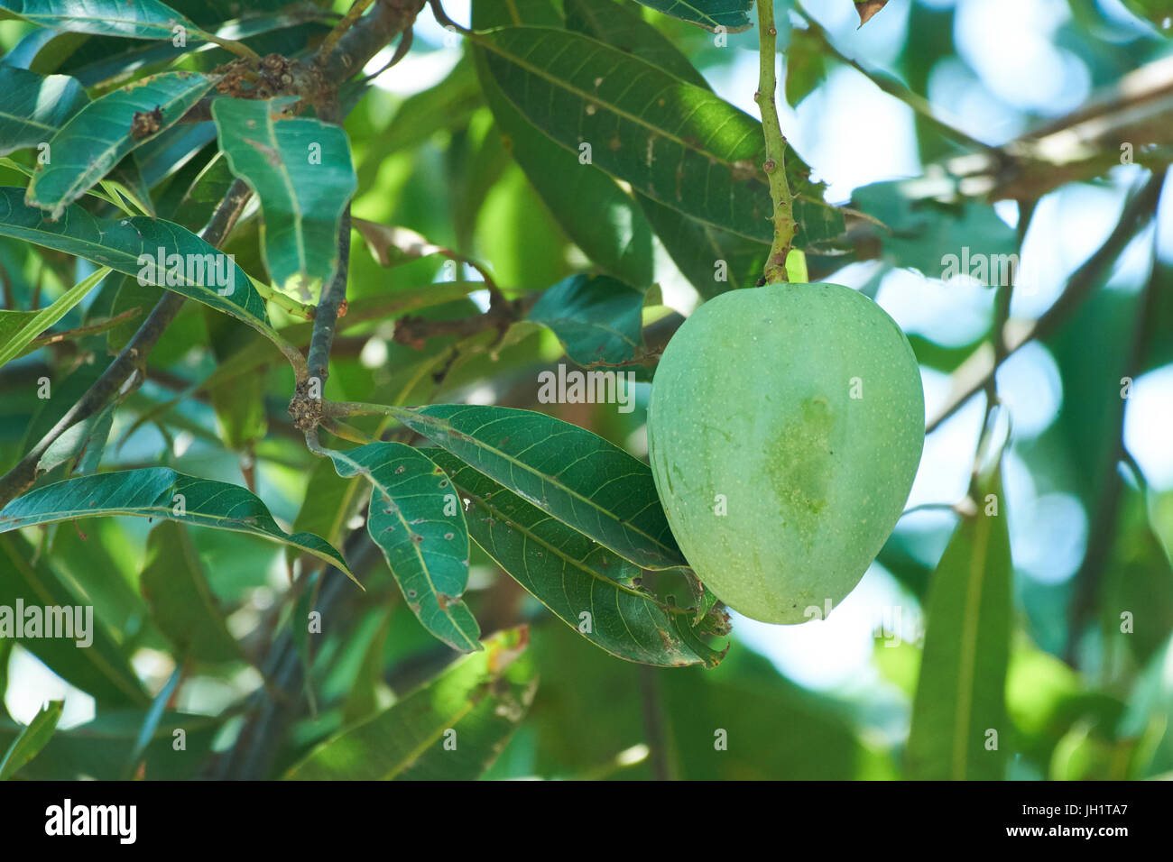 Mango tree sap hi-res stock photography and images - Alamy