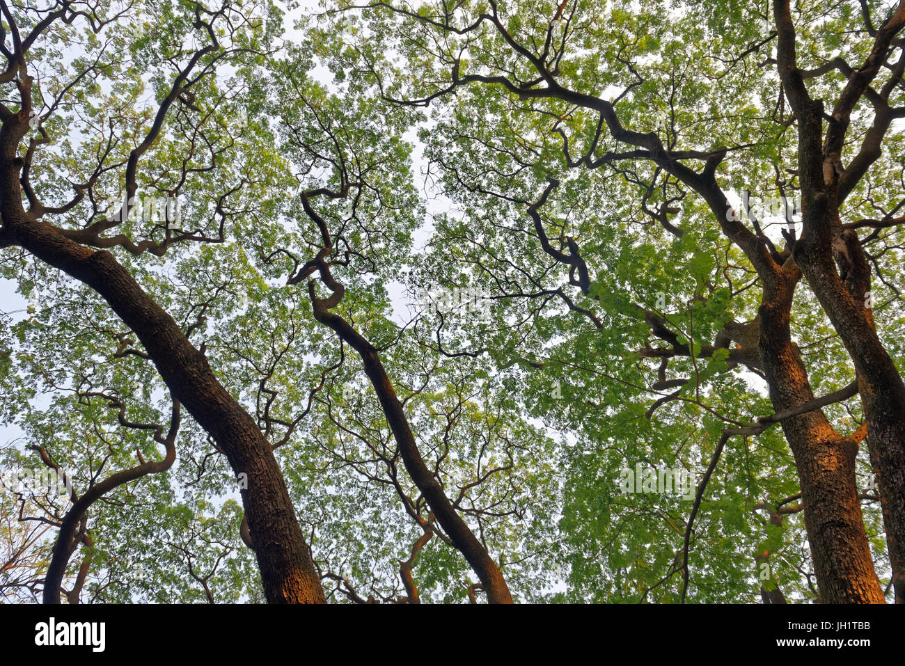 Overhead leaf canopy hi-res stock photography and images - Alamy