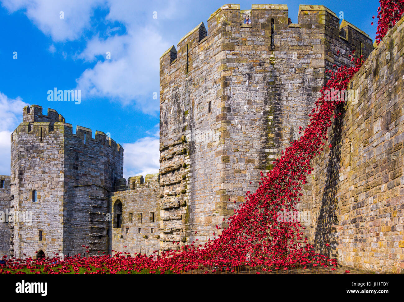 caernarfon castle wales poppy display 2016 commemorating 100 years ...