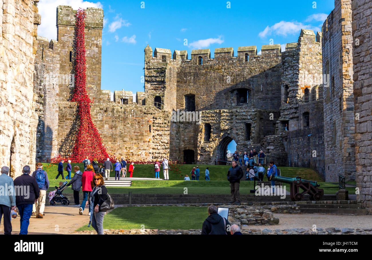 caernarfon castle wales poppy display 2016 commemorating 100 years ...