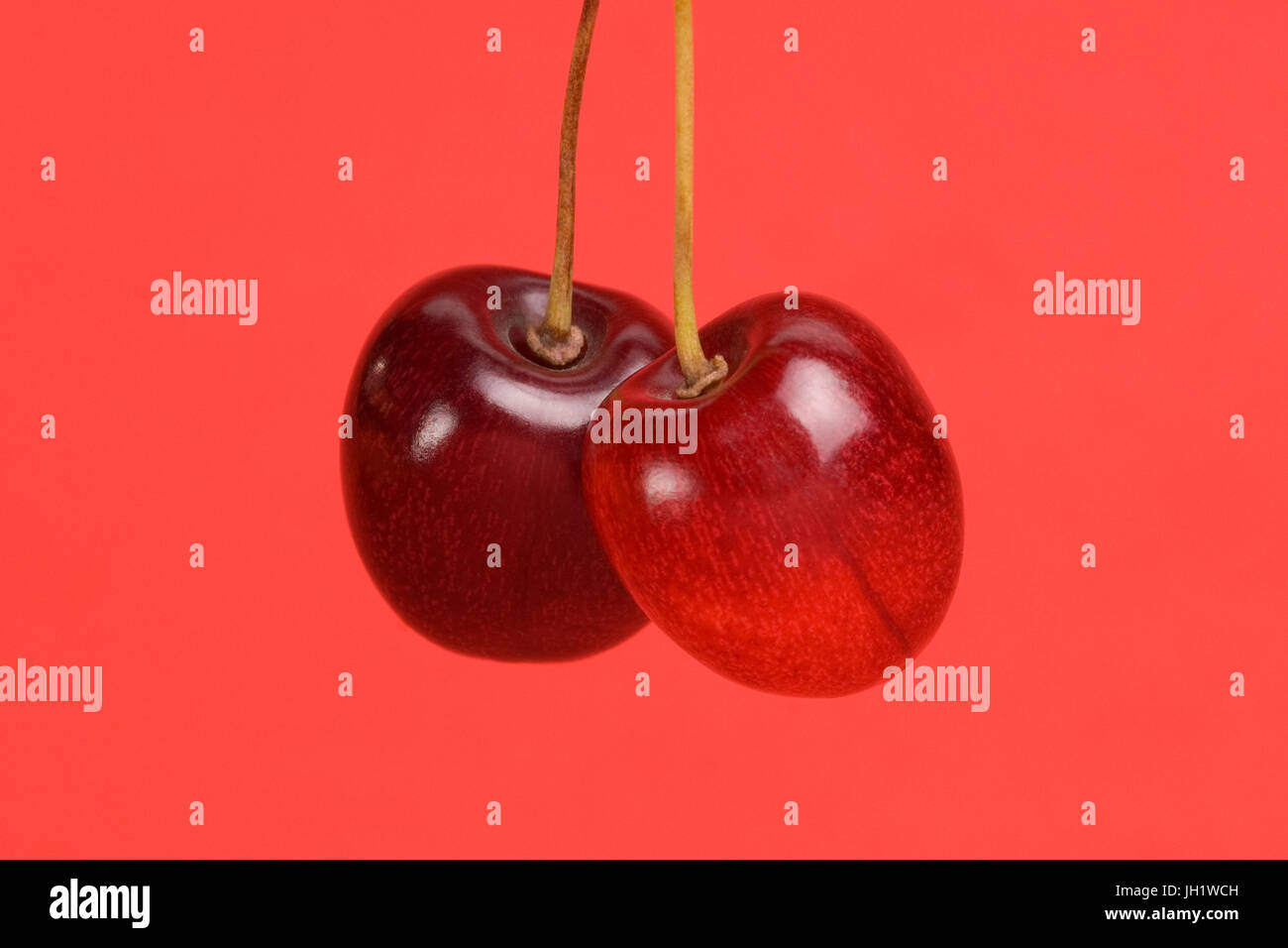 Sweet red cherry on red background. Studio shoot Stock Photo - Alamy
