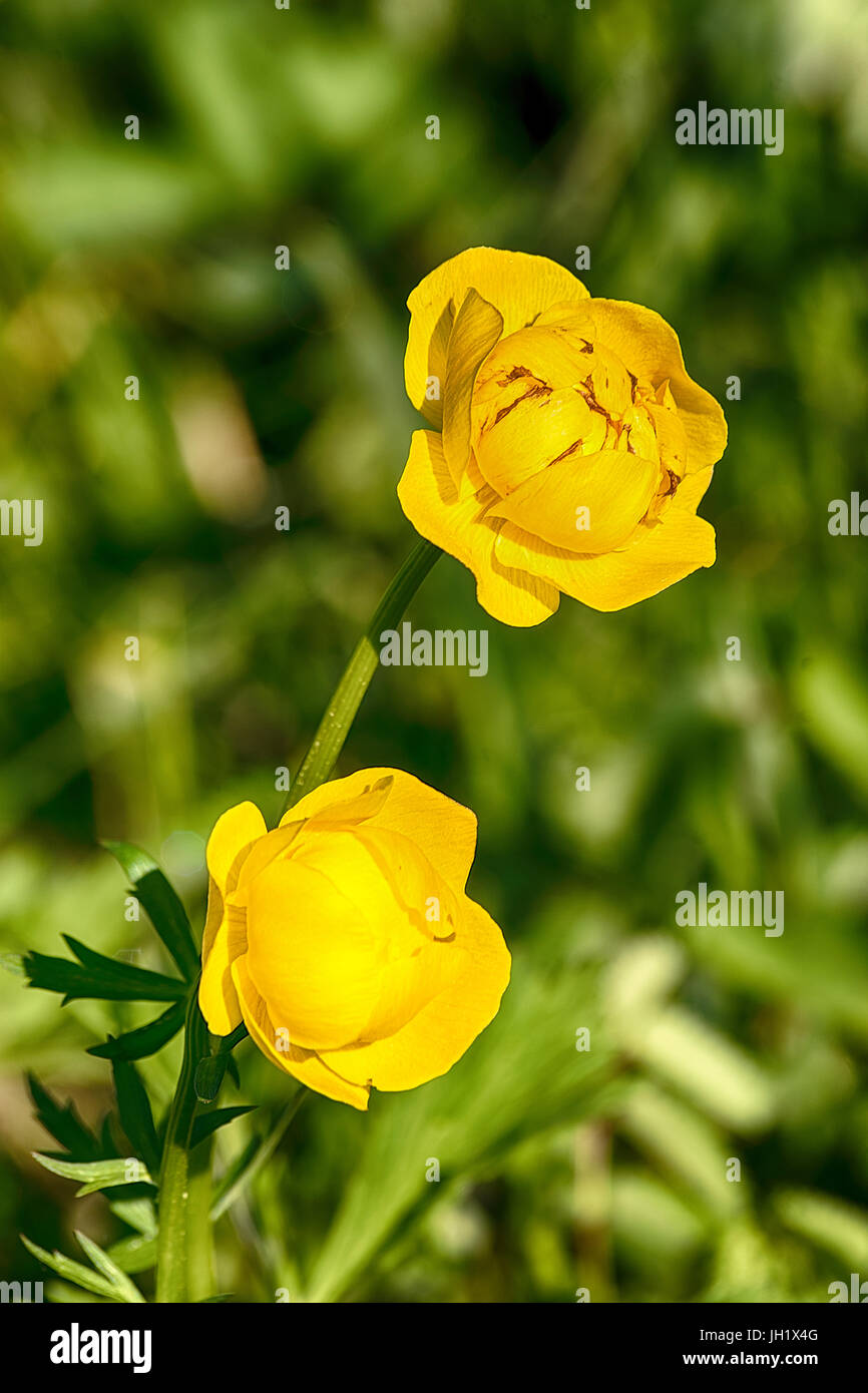 Flower trollius europaeus beautiful hi-res stock photography and images ...