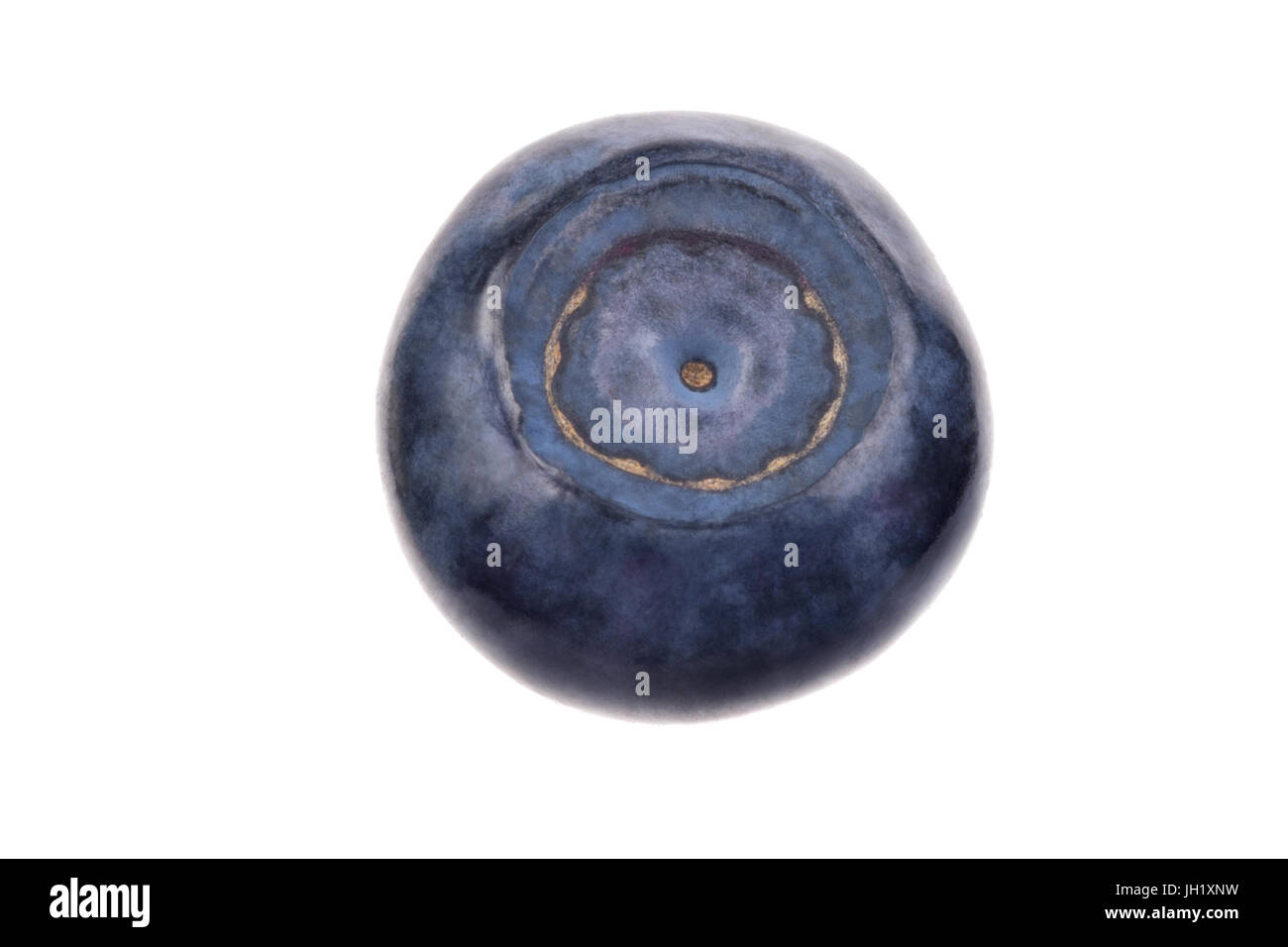Single blueberry on white background. Studio shoot Stock Photo - Alamy