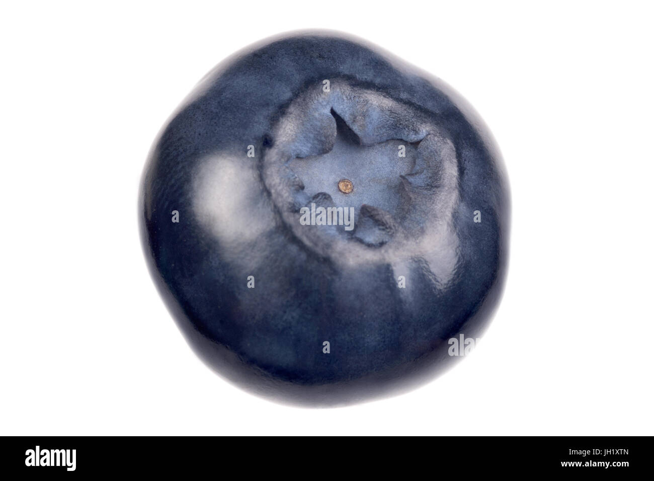 Single blueberry on white background. Studio shoot Stock Photo - Alamy