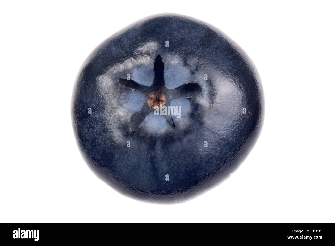 Single blueberry on white background. Studio shoot Stock Photo - Alamy