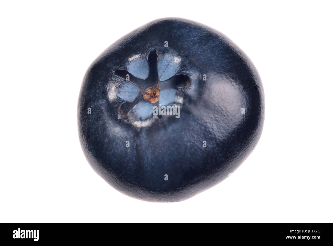 Single blueberry on white background. Studio shoot Stock Photo - Alamy