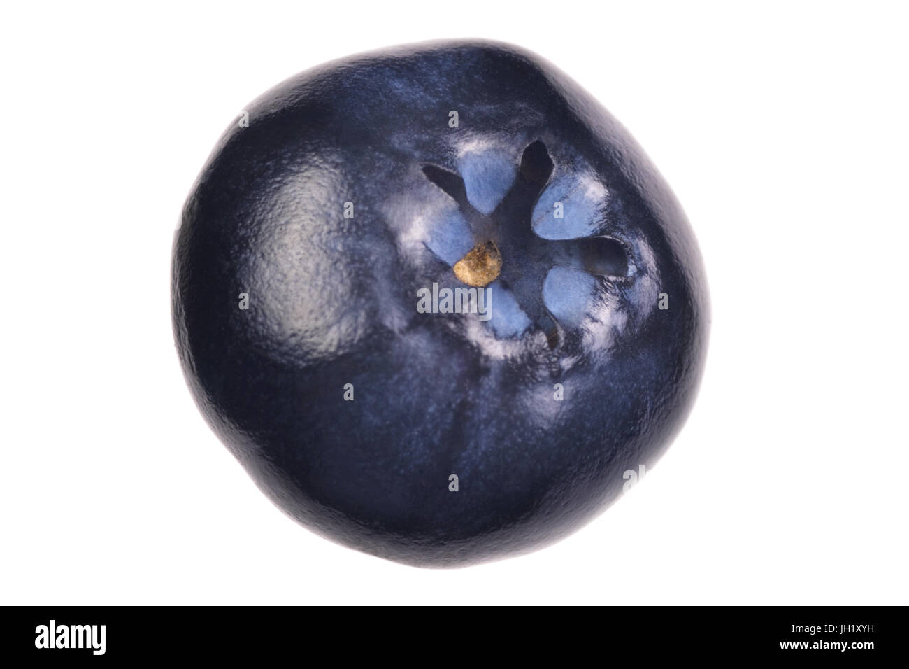 Single blueberry on white background. Studio shoot Stock Photo - Alamy