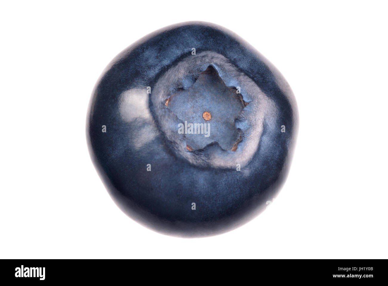 Single blueberry on white background. Studio shoot Stock Photo - Alamy