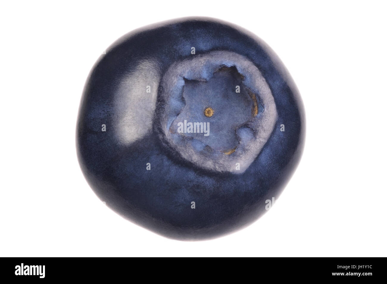 Single blueberry on white background. Studio shoot Stock Photo - Alamy
