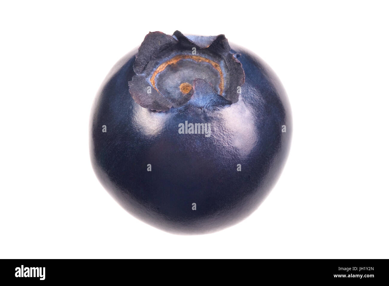 Single blueberry on white background. Studio shoot Stock Photo - Alamy
