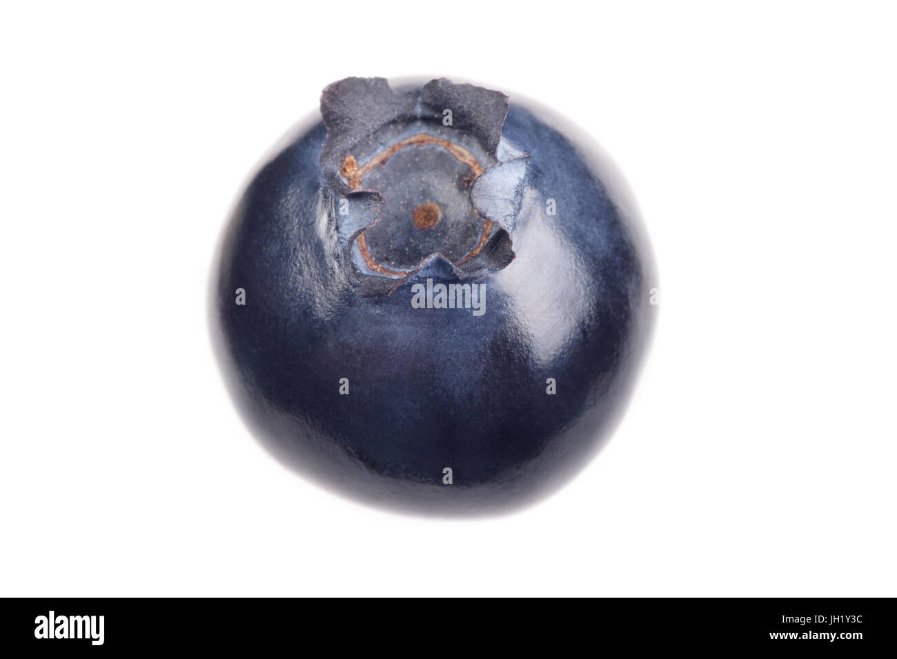 Single blueberry on white background. Studio shoot Stock Photo - Alamy