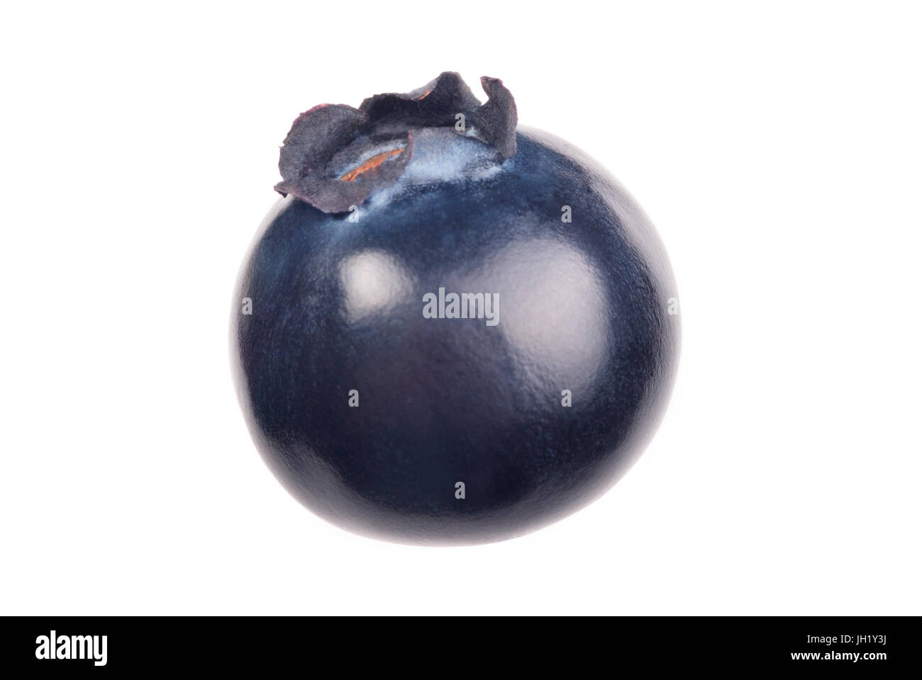 Single blueberry on white background. Studio shoot Stock Photo - Alamy